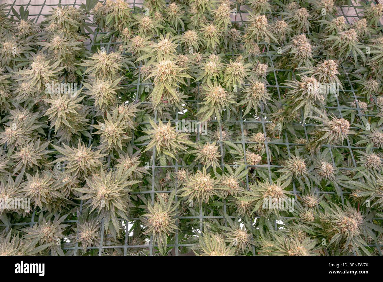 female early blossom marijuana SoG Sea of Green net hemp cultivation ...