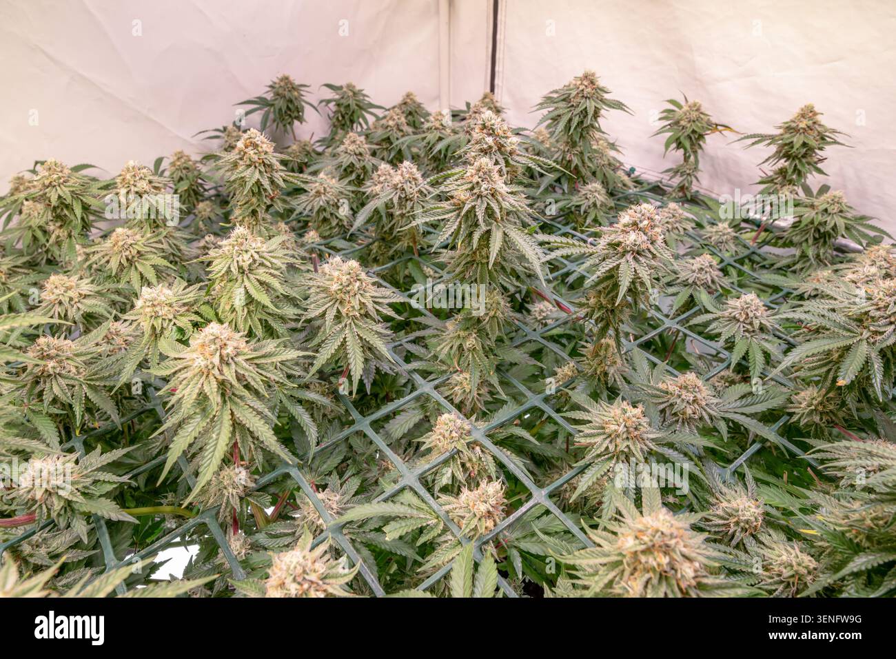 female early blossom marijuana SoG Sea of Green net hemp cultivation ...