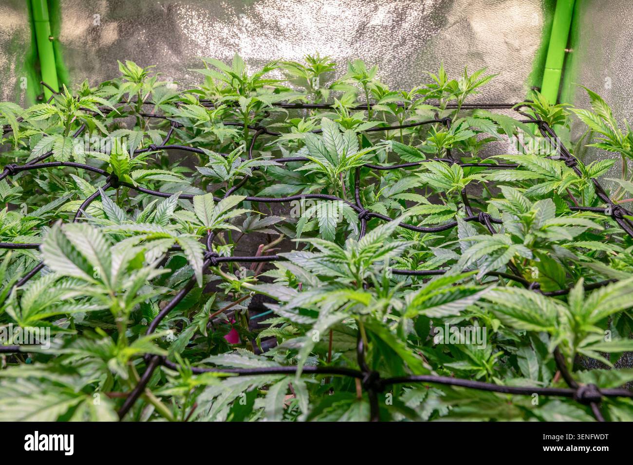 female early blossom marijuana SoG Sea of Green net hemp cultivation ...