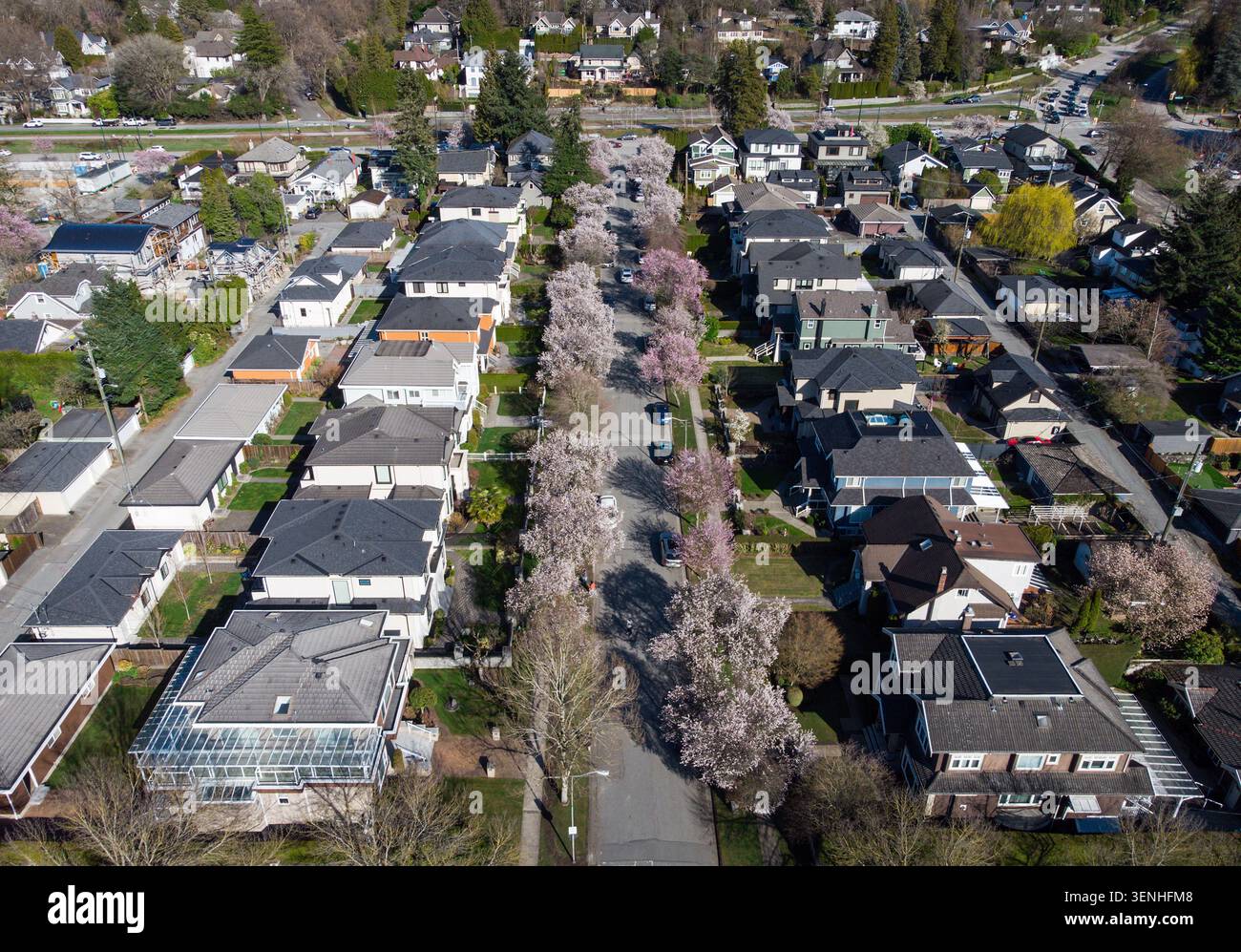 Cherry blossom trees line a residential street in Vancouver, on Tuesday ...