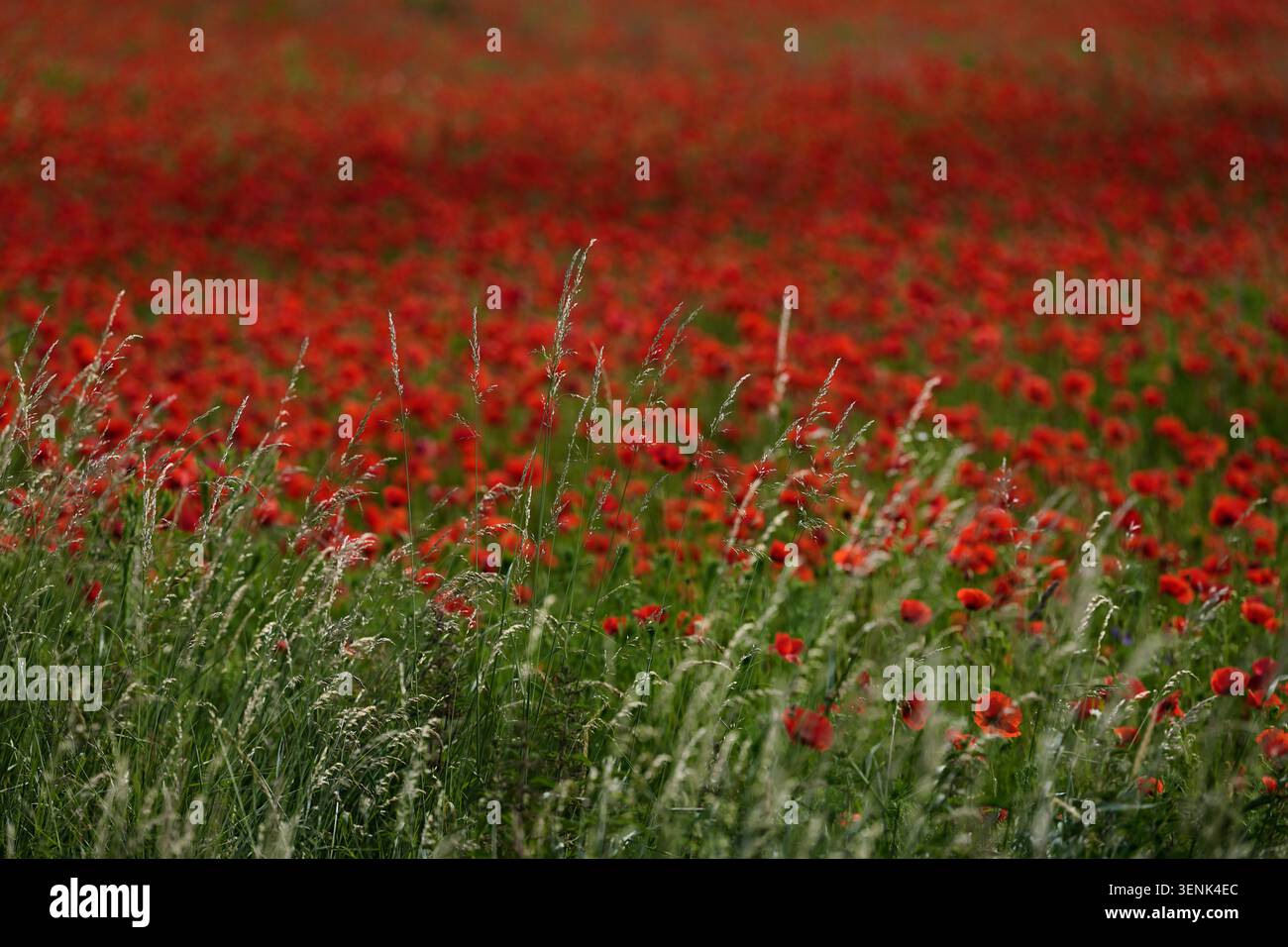 Poppy flowers bloom on a meadow near Deersheim, Germany, Wednesday ...