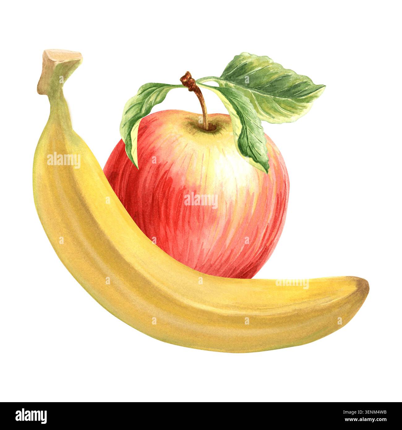 Apple red with leaves and banana, watercolor hand drawn illustration ...