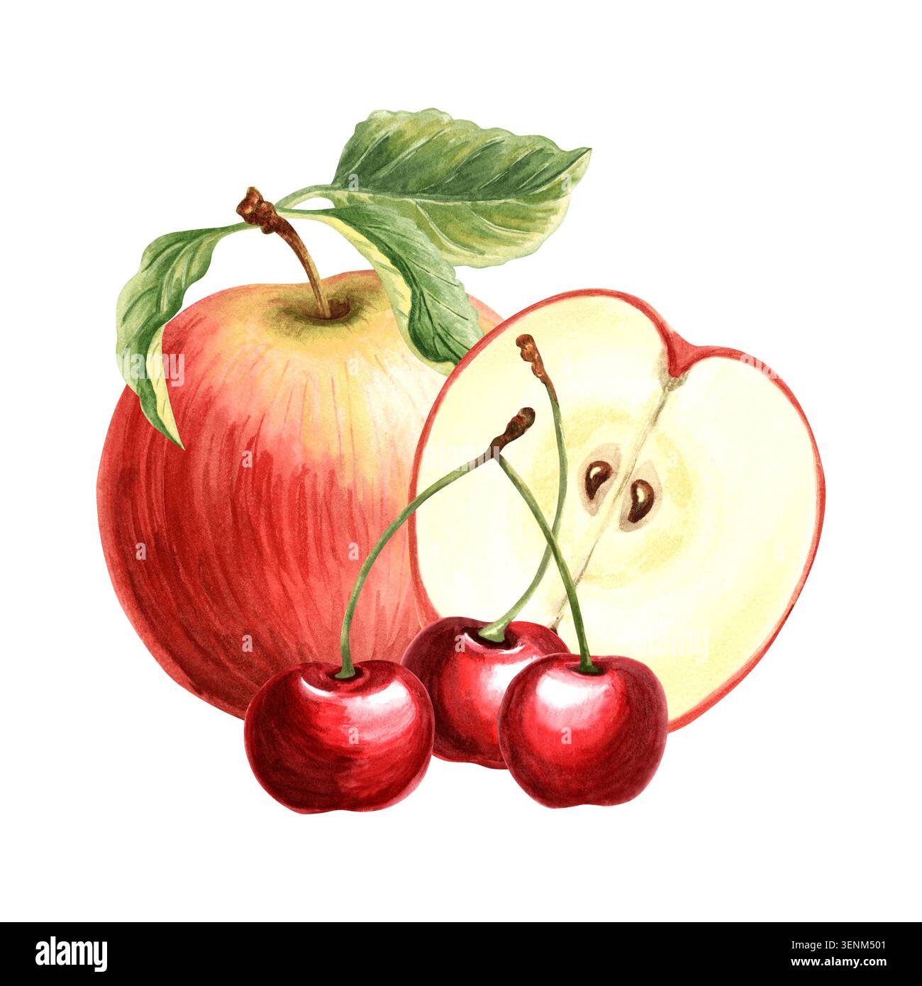 Apple red with half slice and cherry, watercolor hand drawn ...