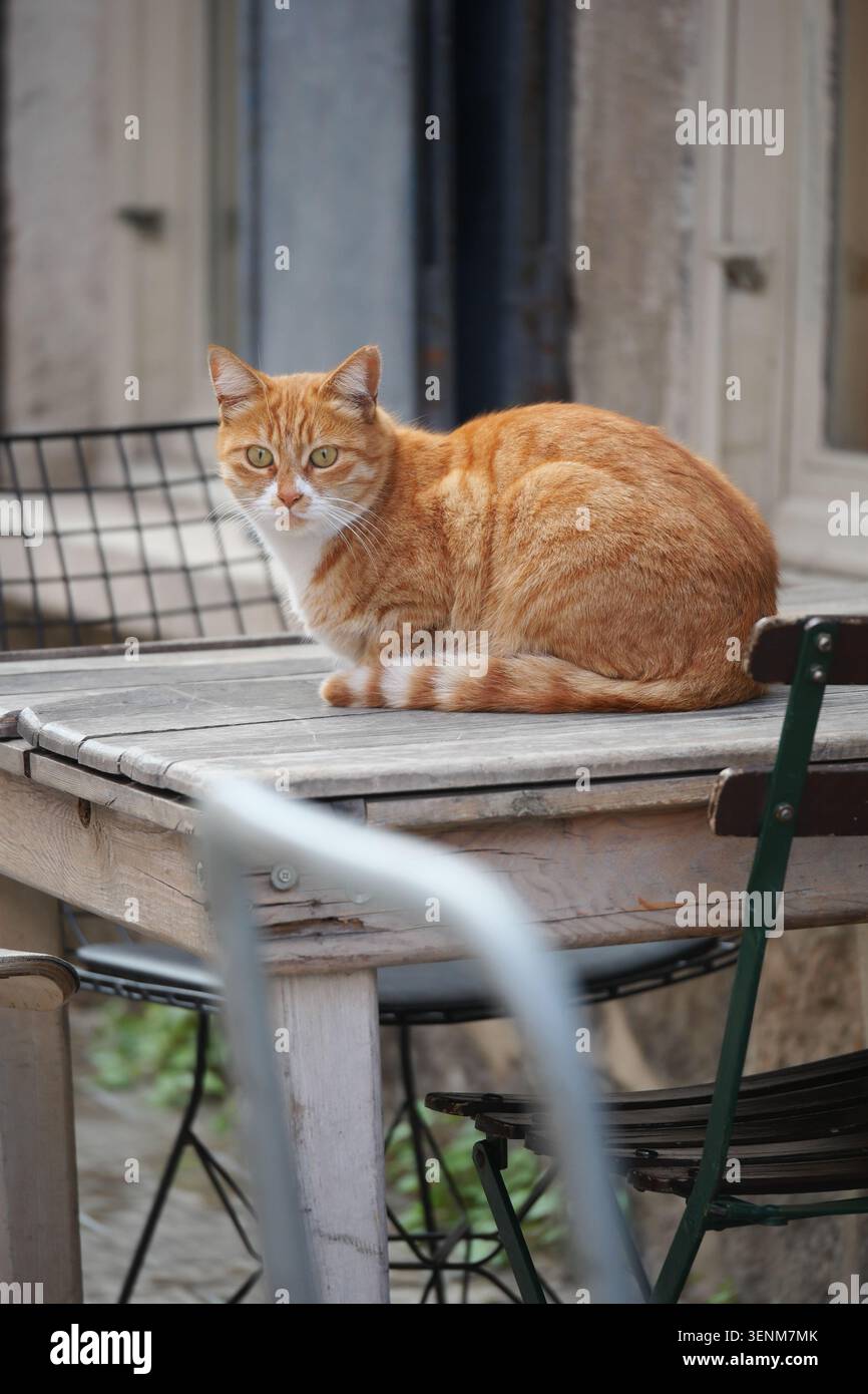 Cat sitting on a table in an outdoor area Stock Photo - Alamy
