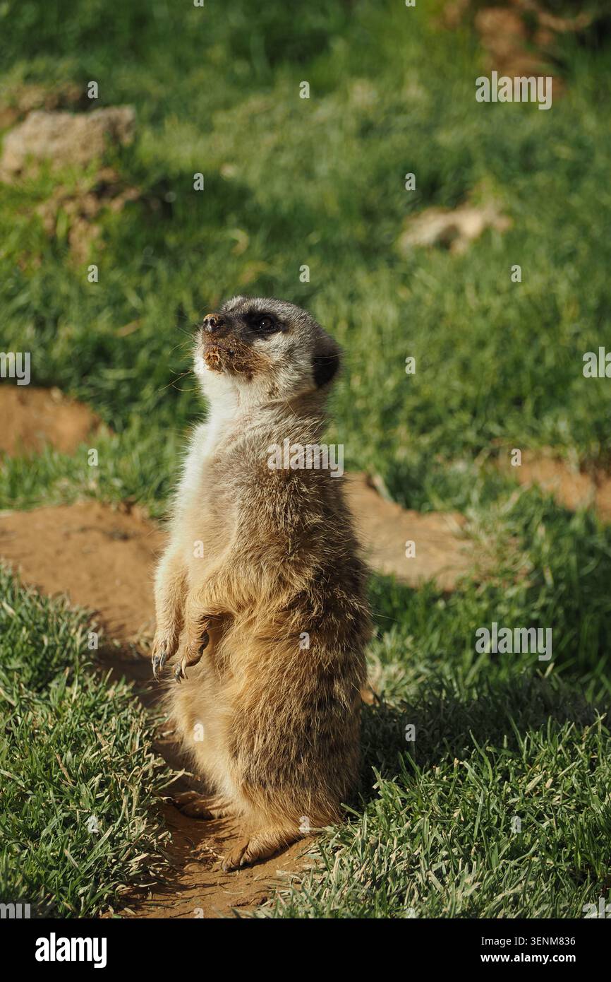 Meerkat stands on two legs in grassy area Stock Photo - Alamy