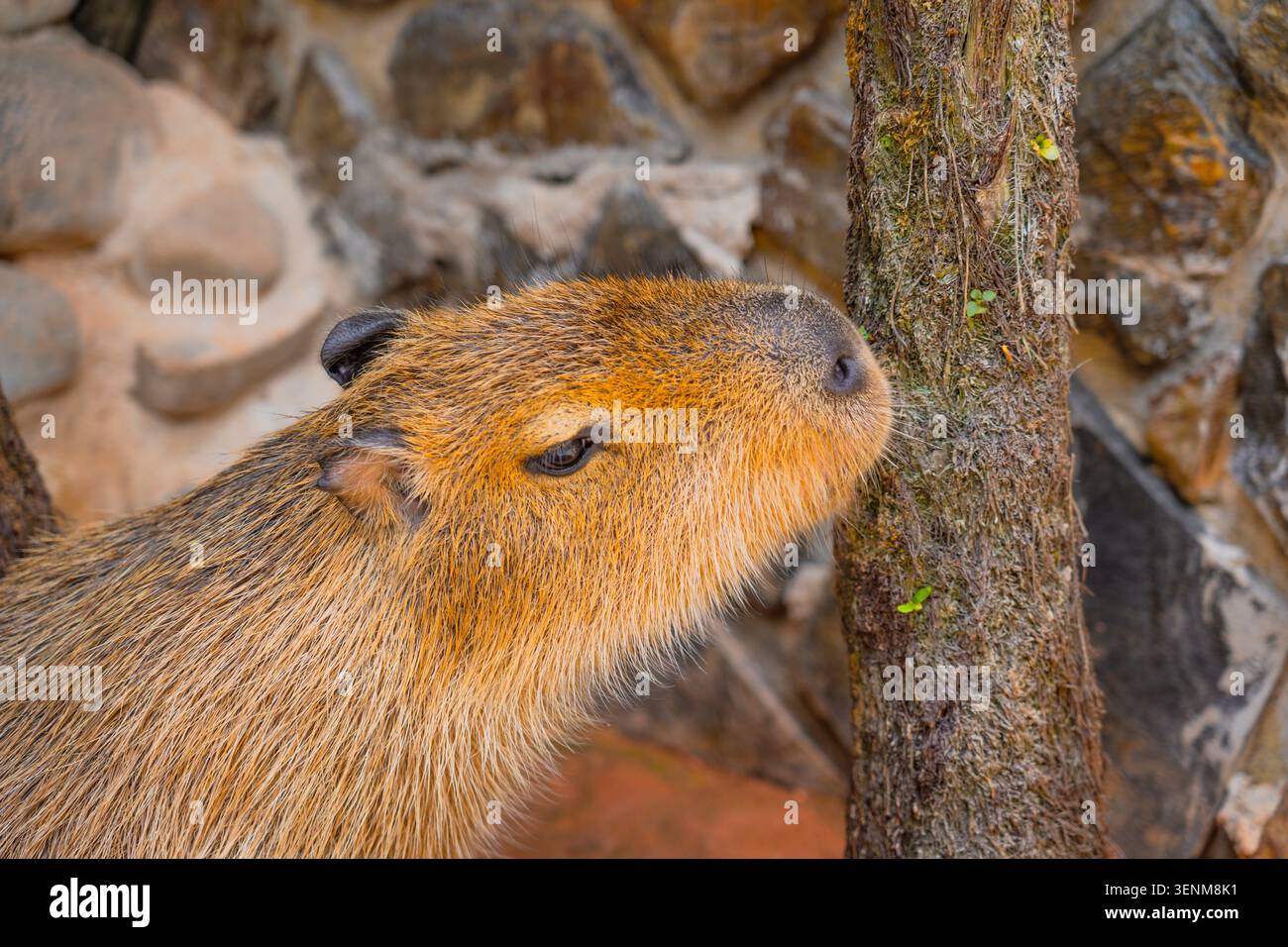 A capybara sniffs for food at a zoo Stock Photo - Alamy