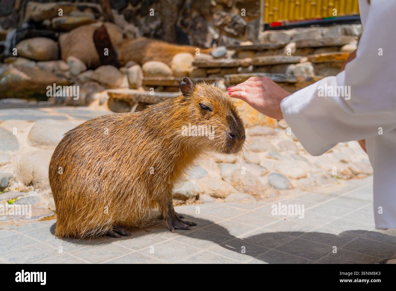 Woman's hand caresses a cute capybara at a petting zoo Stock Photo - Alamy