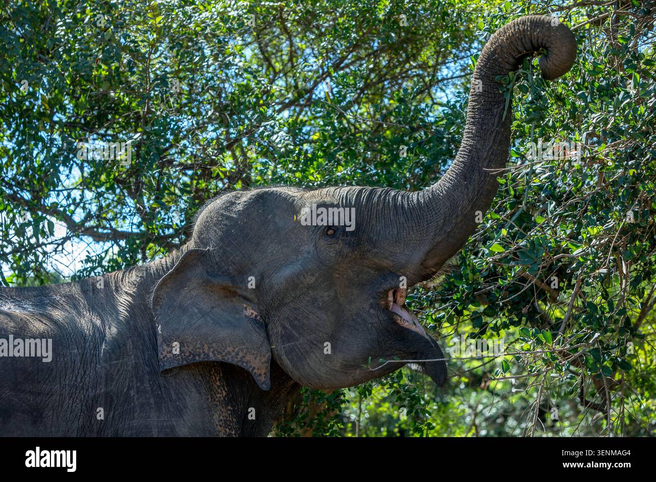 TISSAMAHARAMA, SRI LANKA - APRIL 25, 2026 : A wild elephant feeding on ...