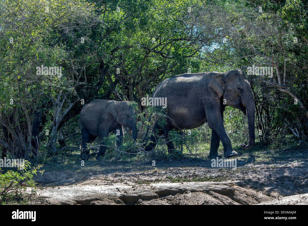 TISSAMAHARAMA, SRI LANKA - APRIL 25, 2026 : An elephant and calf walk ...