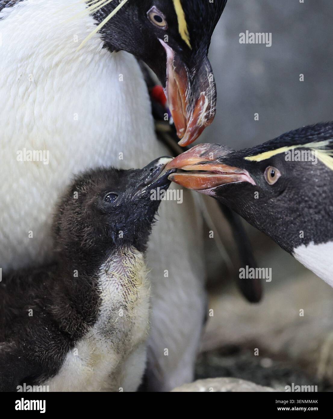 Southern Rockhopper Penguin Family is pictured at Kiyu-kan, an aquarium ...