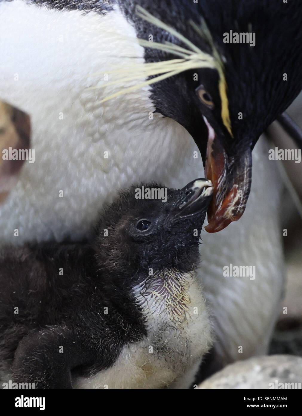 Southern Rockhopper Penguin Family is pictured at Kiyu-kan, an aquarium ...