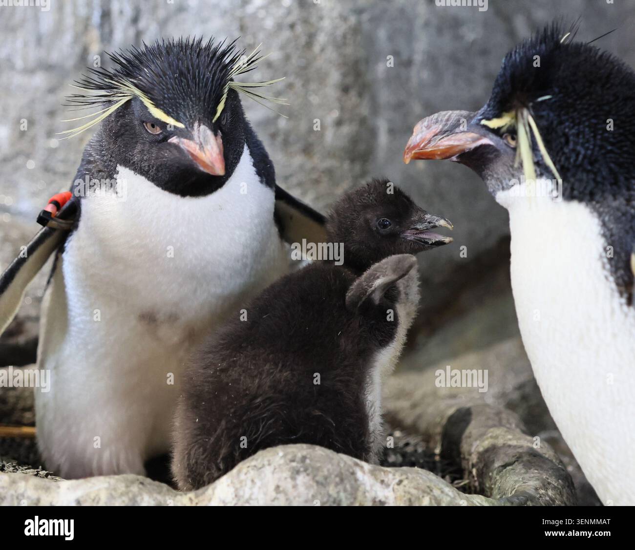 Southern Rockhopper Penguin Family is pictured at Kiyu-kan, an aquarium ...