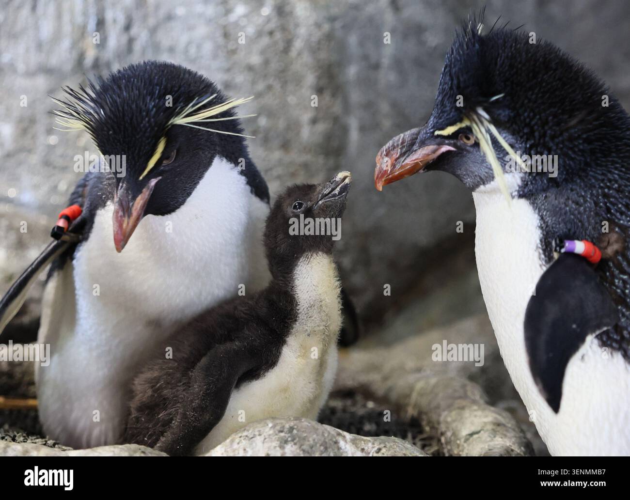 Southern Rockhopper Penguin Family is pictured at Kiyu-kan, an aquarium ...
