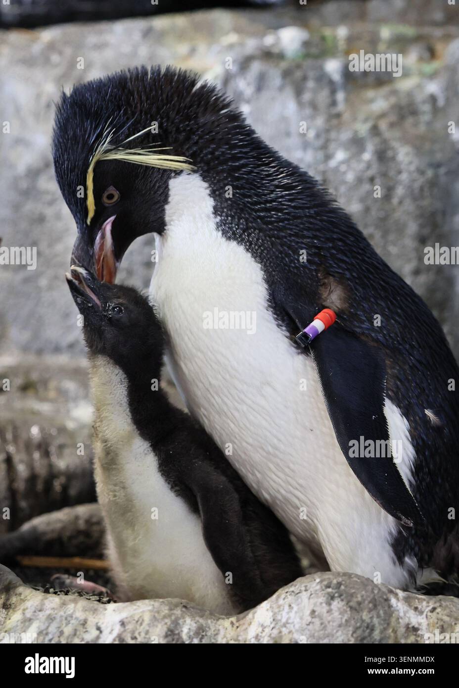 Southern Rockhopper Penguin Family is pictured at Kiyu-kan, an aquarium ...