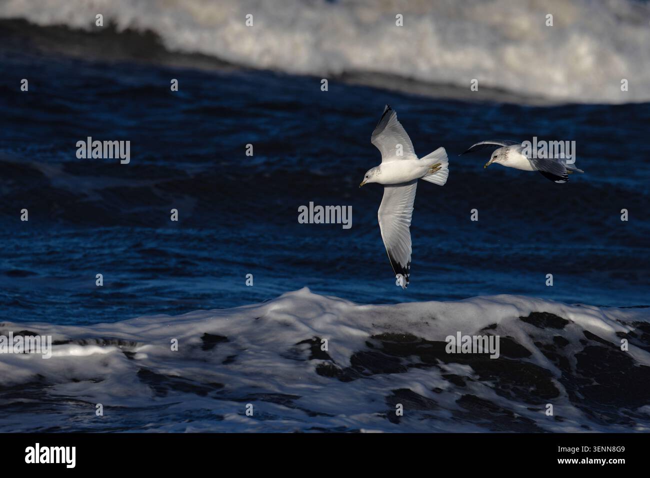 Common Gull (Larus canus) feeding over stormy seas Norfolk January 2026 ...