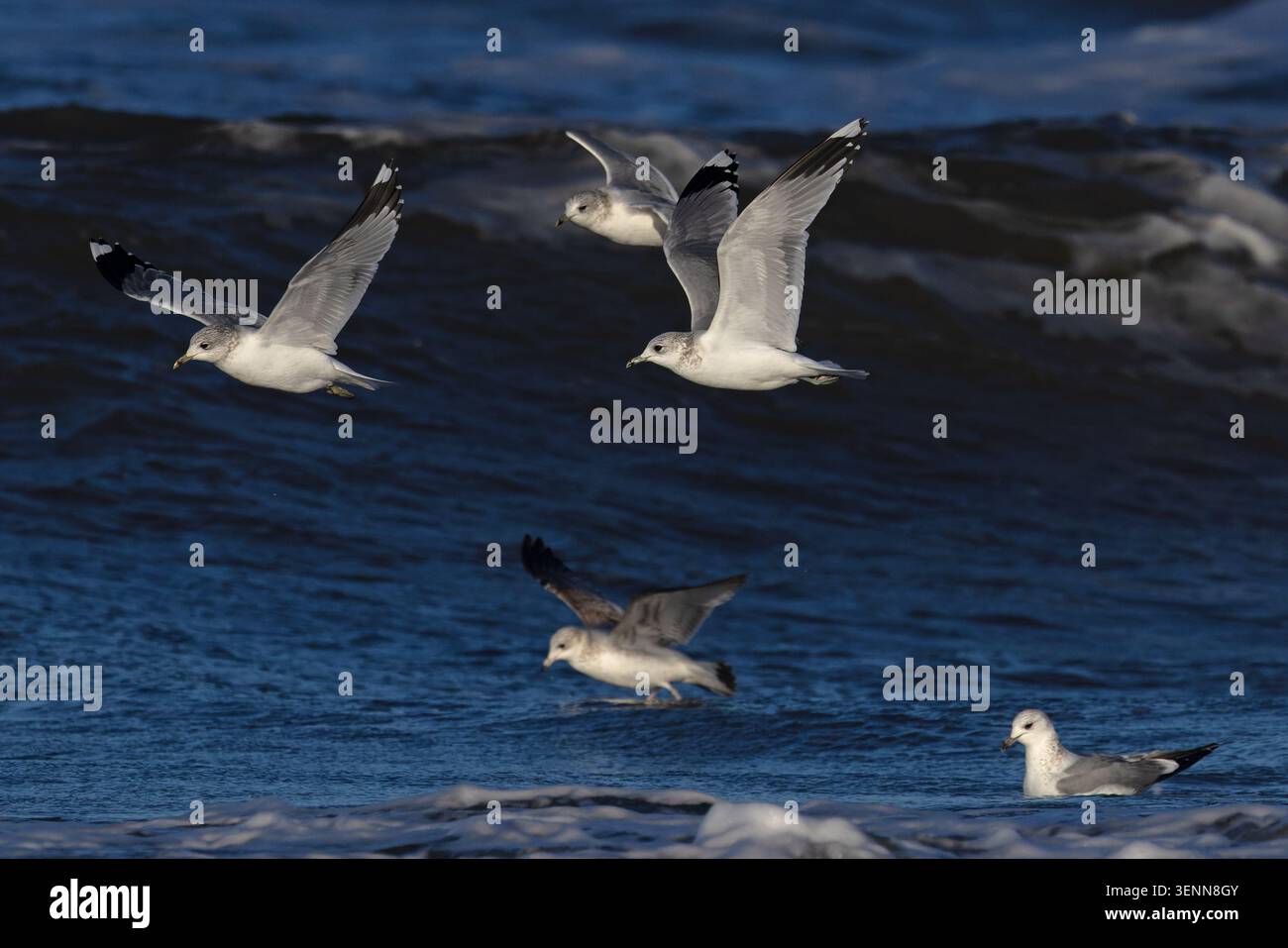 Common Gull (Larus canus) feeding over stormy seas Norfolk January 2026 ...