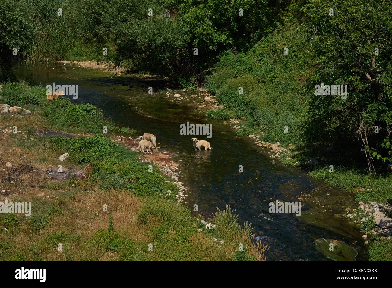 Dogs cool off in the Hasbani River near Hasbaya, southern Lebanon ...