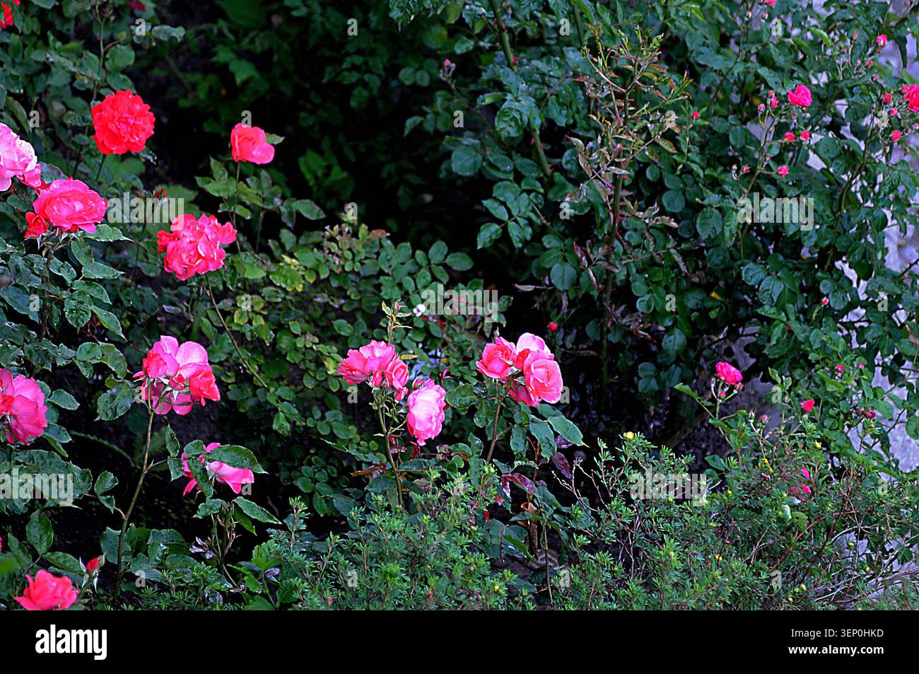 Copenhagen/Denmark /13 JUNE 2026/roses flowers and rose plants in ...