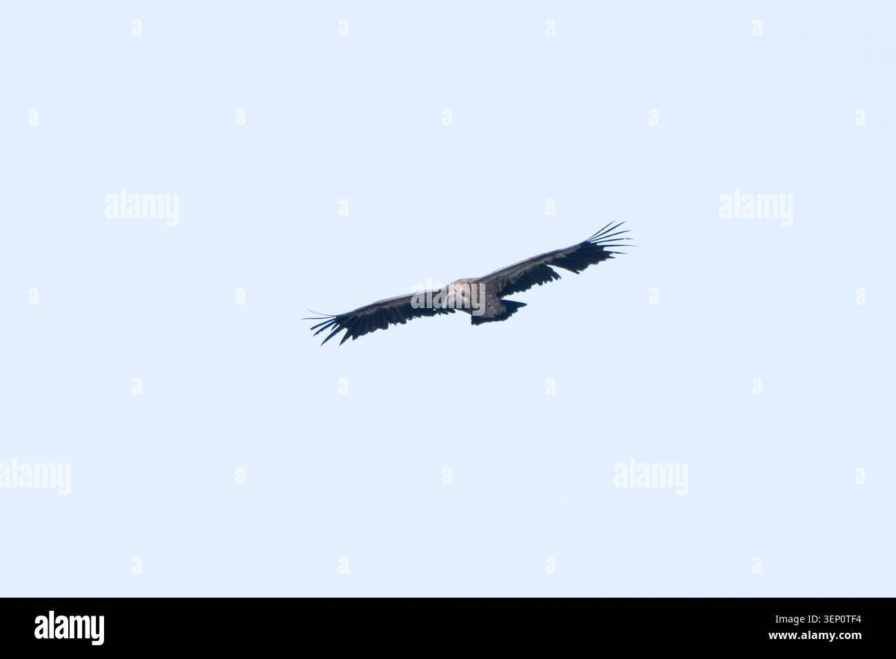 Pollino National Park - Griffon vulture ( Gyps fulvus ) - Gole del ...