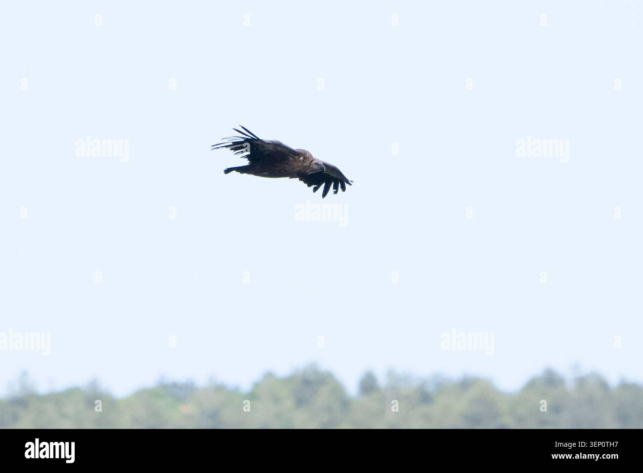 Pollino National Park - Griffon vulture ( Gyps fulvus ) - Gole del ...