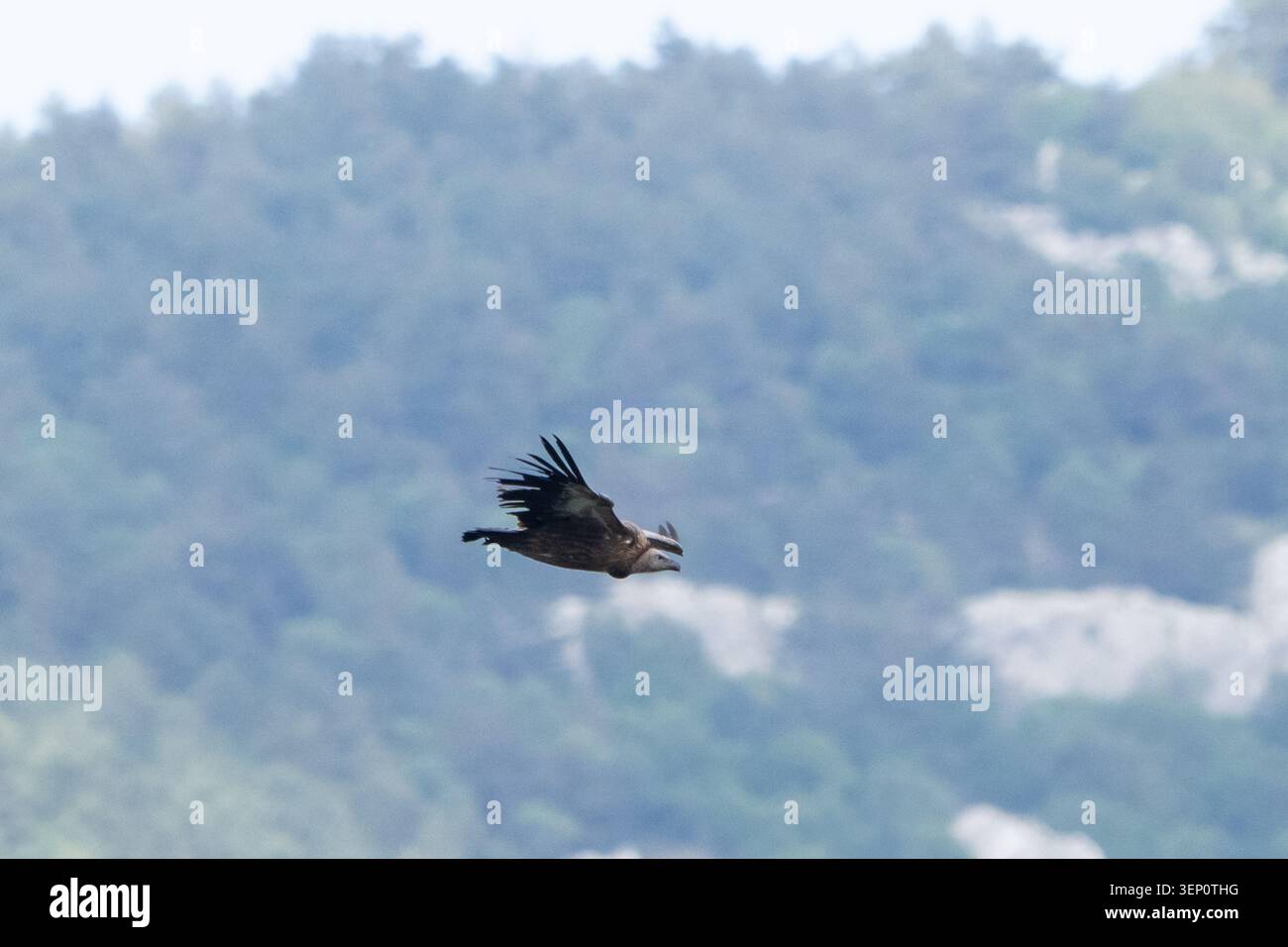 Pollino National Park - Griffon vulture ( Gyps fulvus ) - Gole del ...