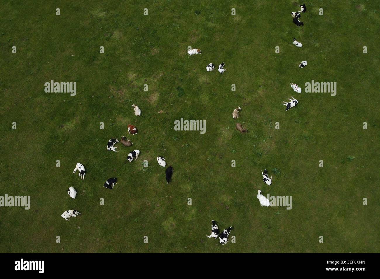 Cows lie on a meadow in Benzingerode, Germany, Wednesday, June 10, 2026 ...