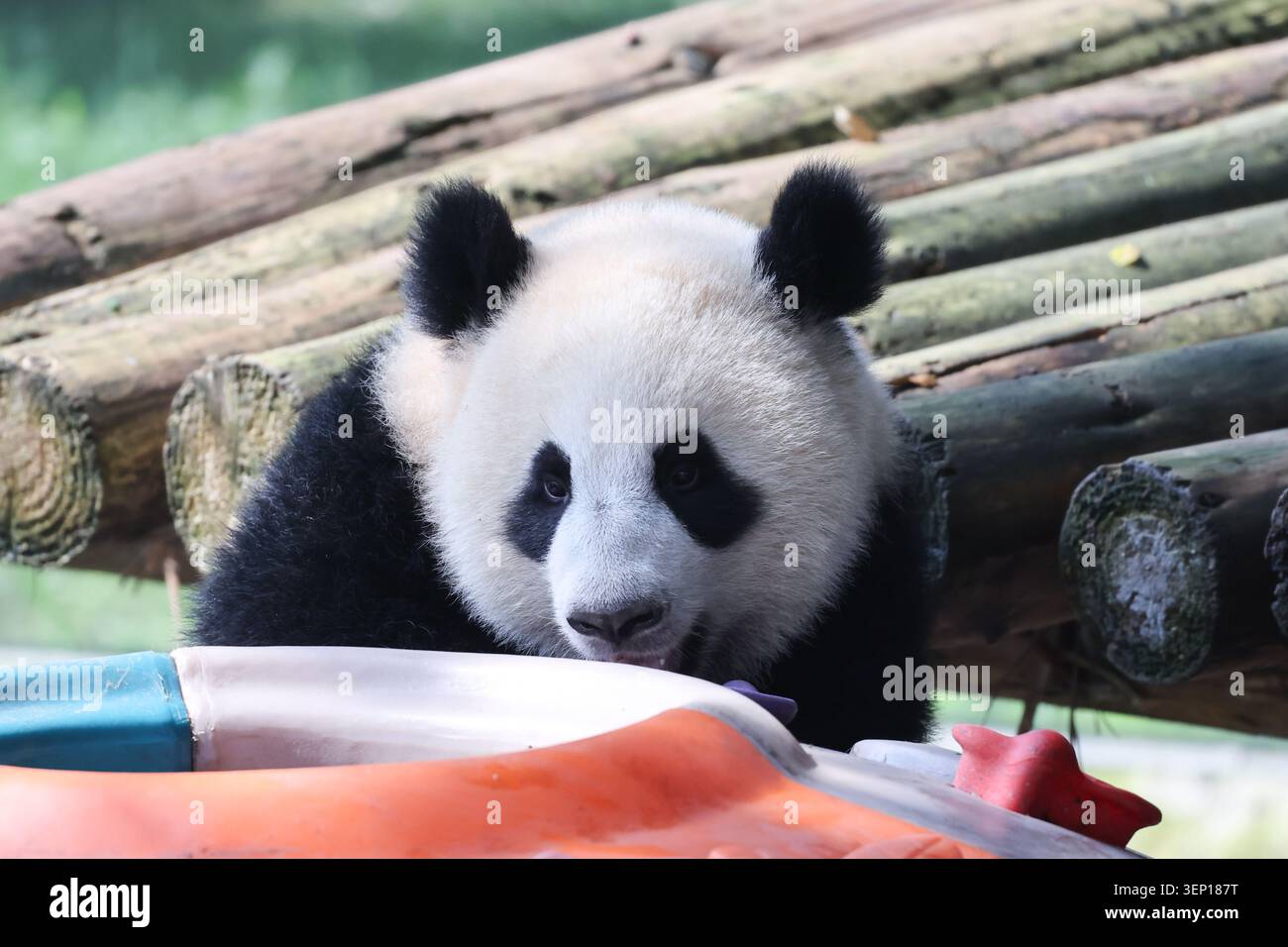 CHONGQING, CHINA - JUNE 13, 2026 - Giant Panda 'Xiaoyueliang' Playing ...