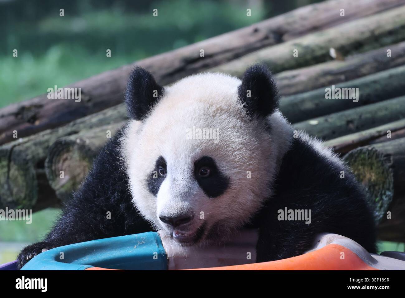 CHONGQING, CHINA - JUNE 13, 2026 - Giant Panda 'Xiaoyueliang' Playing ...