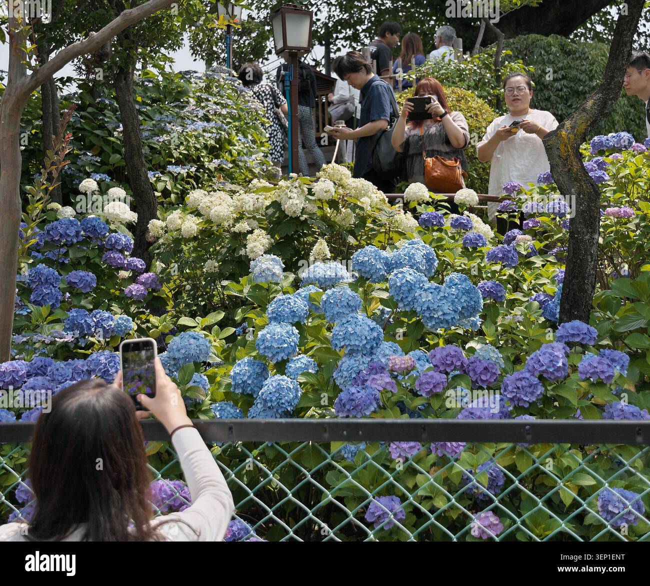 People take photos hydrangea at the Hakusan Shrine in Tokyo, Japan on ...