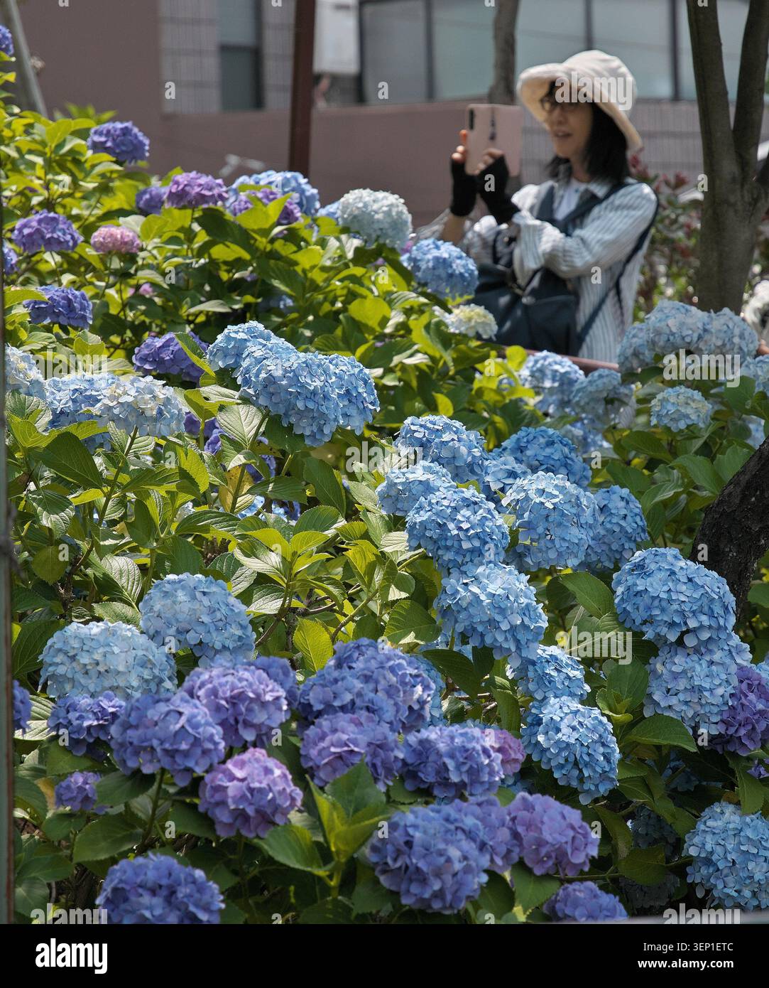 People take photos hydrangea at the Hakusan Shrine in Tokyo, Japan on ...