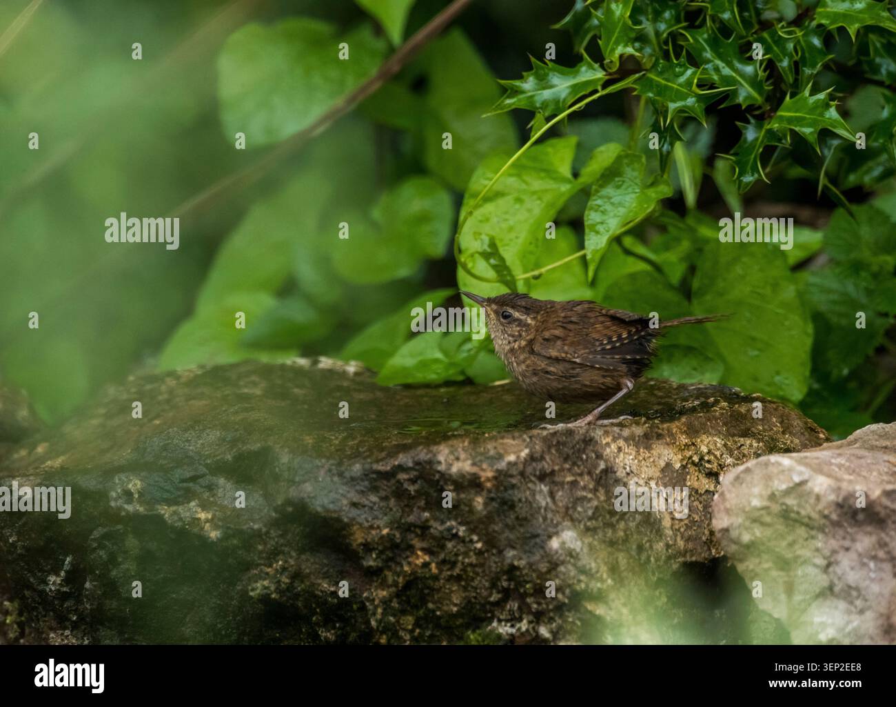 Juvenile Wren. Garden Stock Photo - Alamy