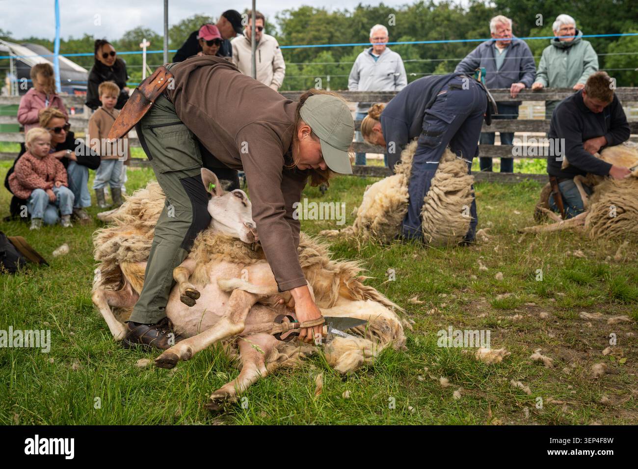 Ede, The Netherlands - 13th June 2026: The annual sheep shearing ...