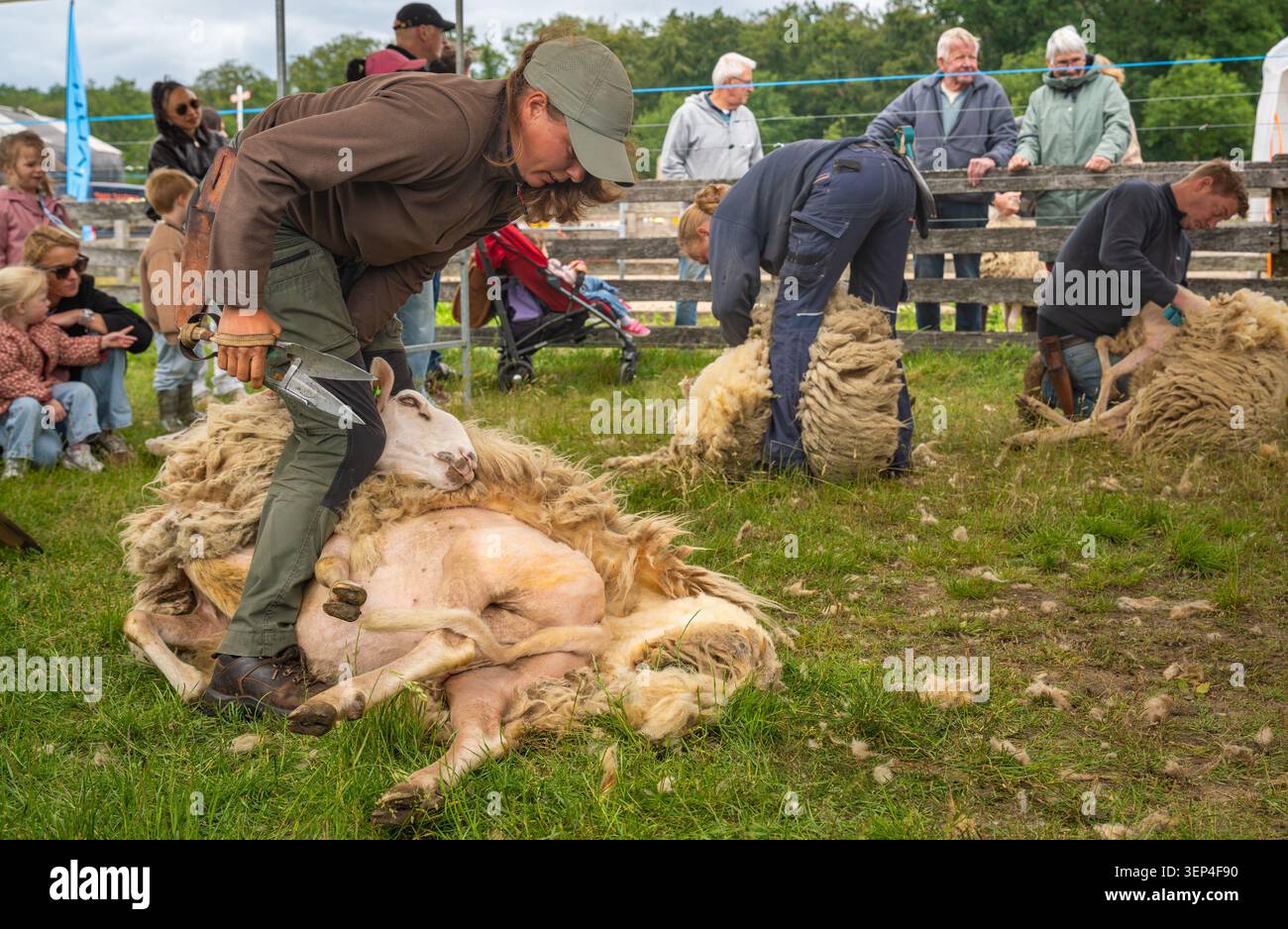 Ede, The Netherlands - 13th June 2026: The annual sheep shearing ...