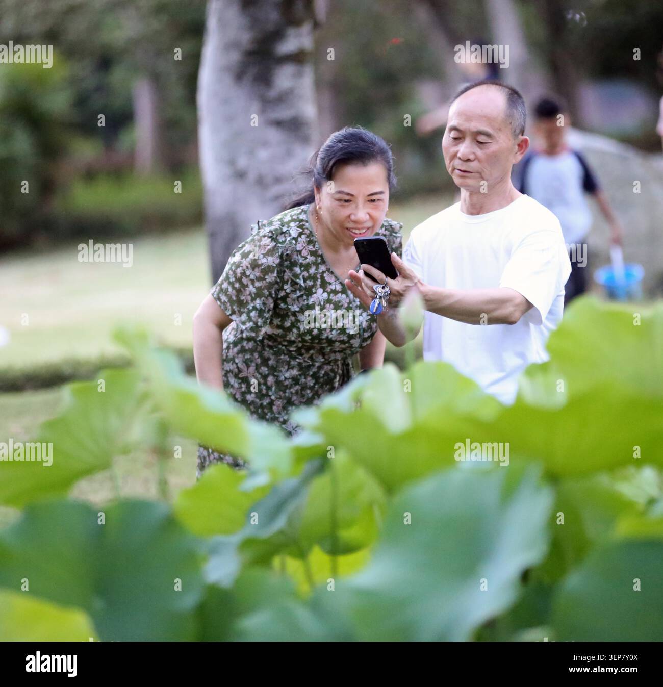 Lotus flowers bloom at Tianjie of Jiazhou Changjuan, attracting ...