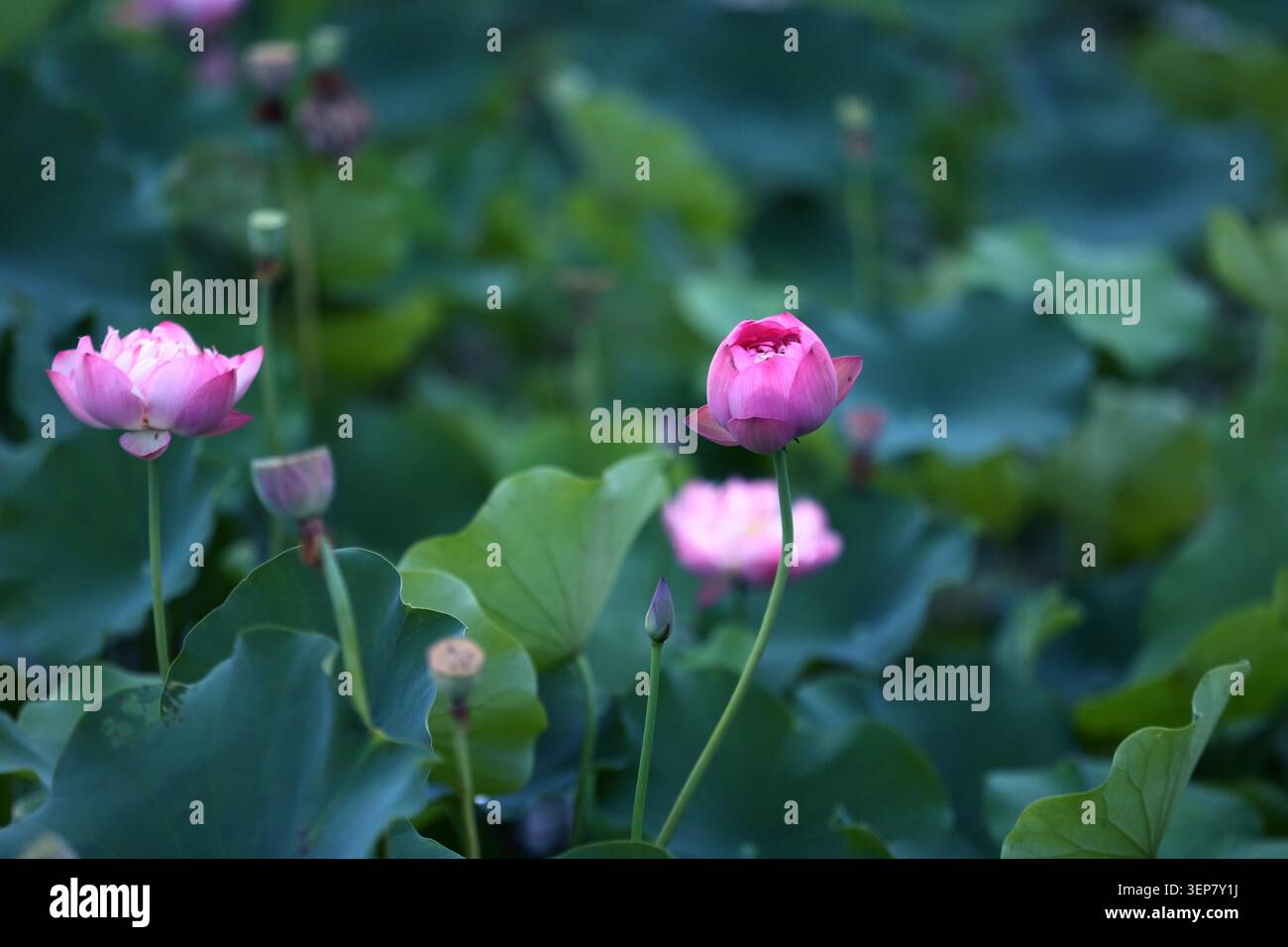 Lotus flowers bloom at Tianjie of Jiazhou Changjuan, attracting ...