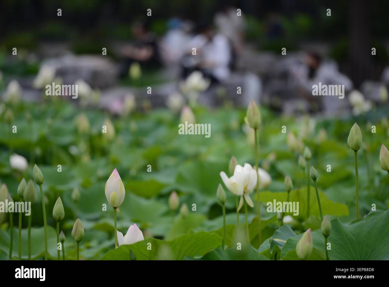 Lotus buds bloom at Beijing's Lotus Pond Park on 13 June, 2026. The ...