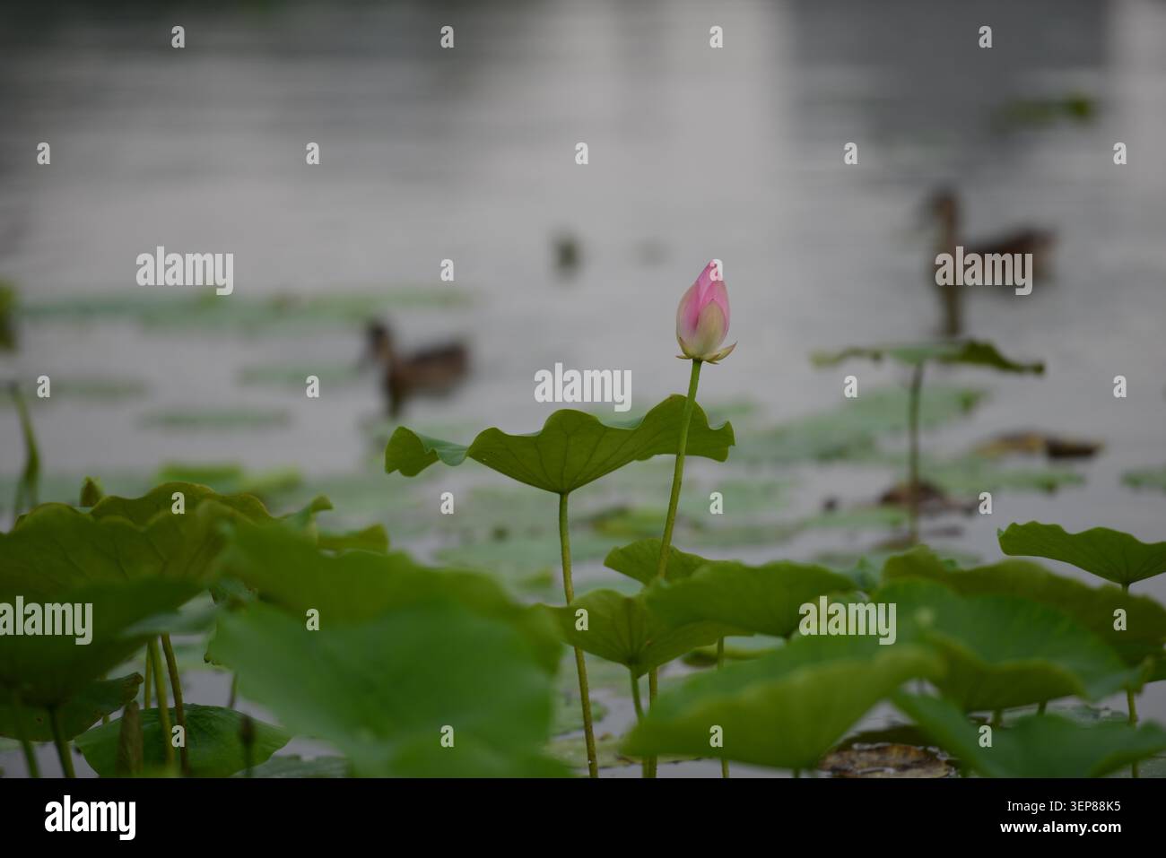 Lotus buds bloom at Beijing's Lotus Pond Park on 13 June, 2026. The ...