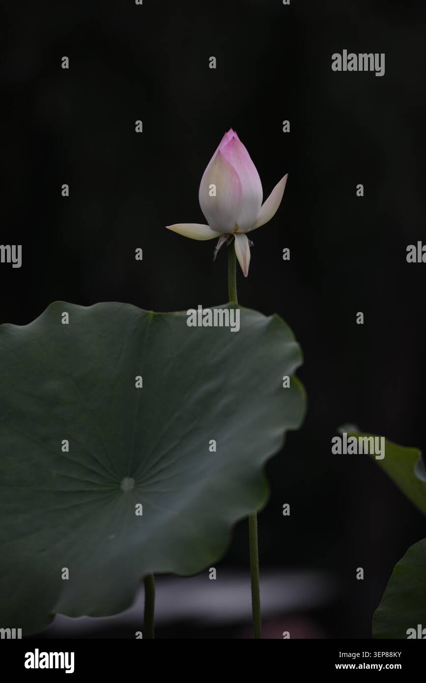 Lotus buds bloom at Beijing's Lotus Pond Park on 13 June, 2026. The ...