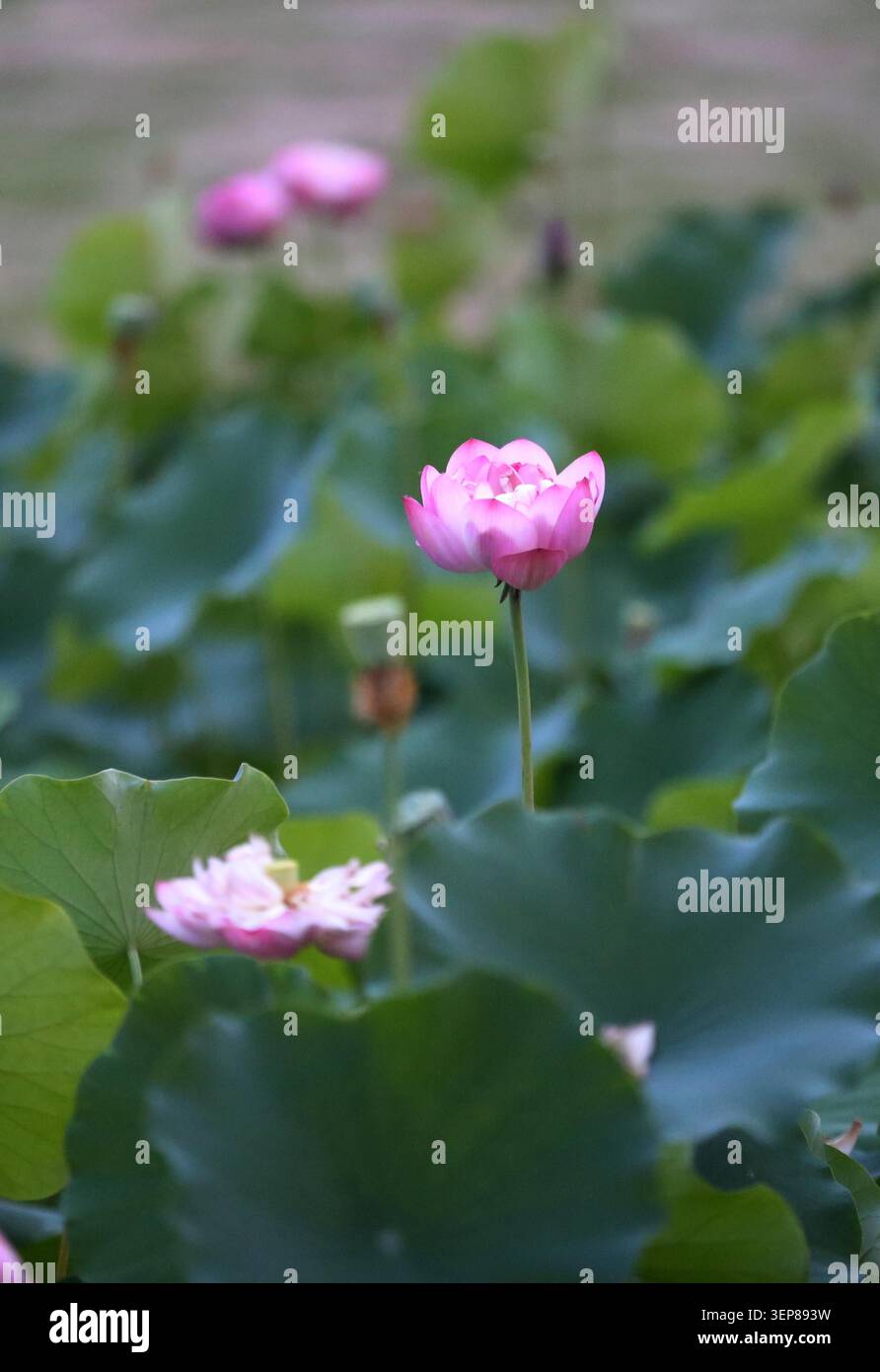 Lotus flowers bloom at Tianjie of Jiazhou Changjuan, attracting ...