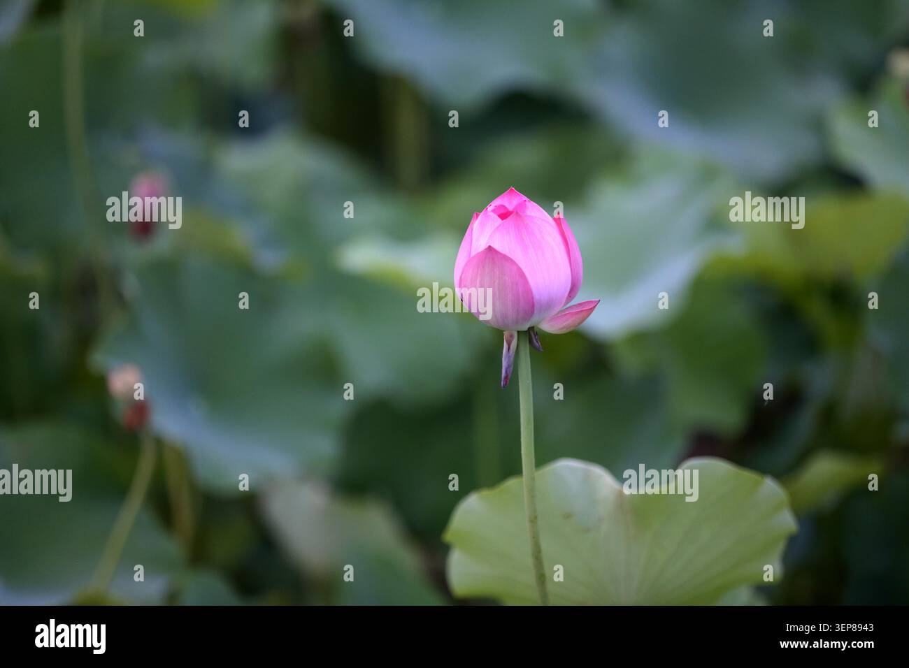 Lotus flowers bloom at Tianjie of Jiazhou Changjuan, attracting ...