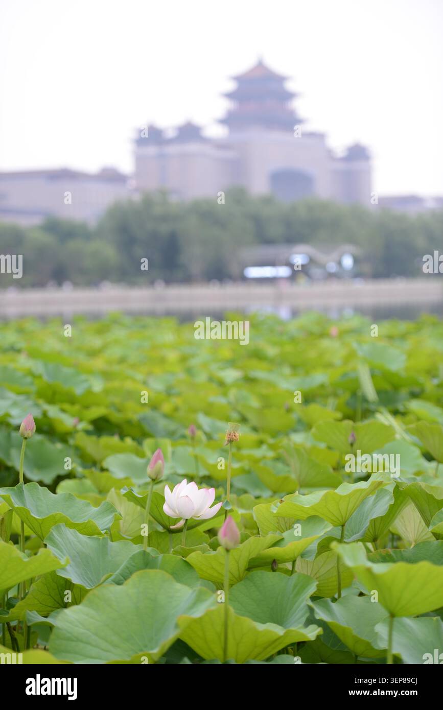 Lotus buds bloom at Beijing's Lotus Pond Park on 13 June, 2026. The ...
