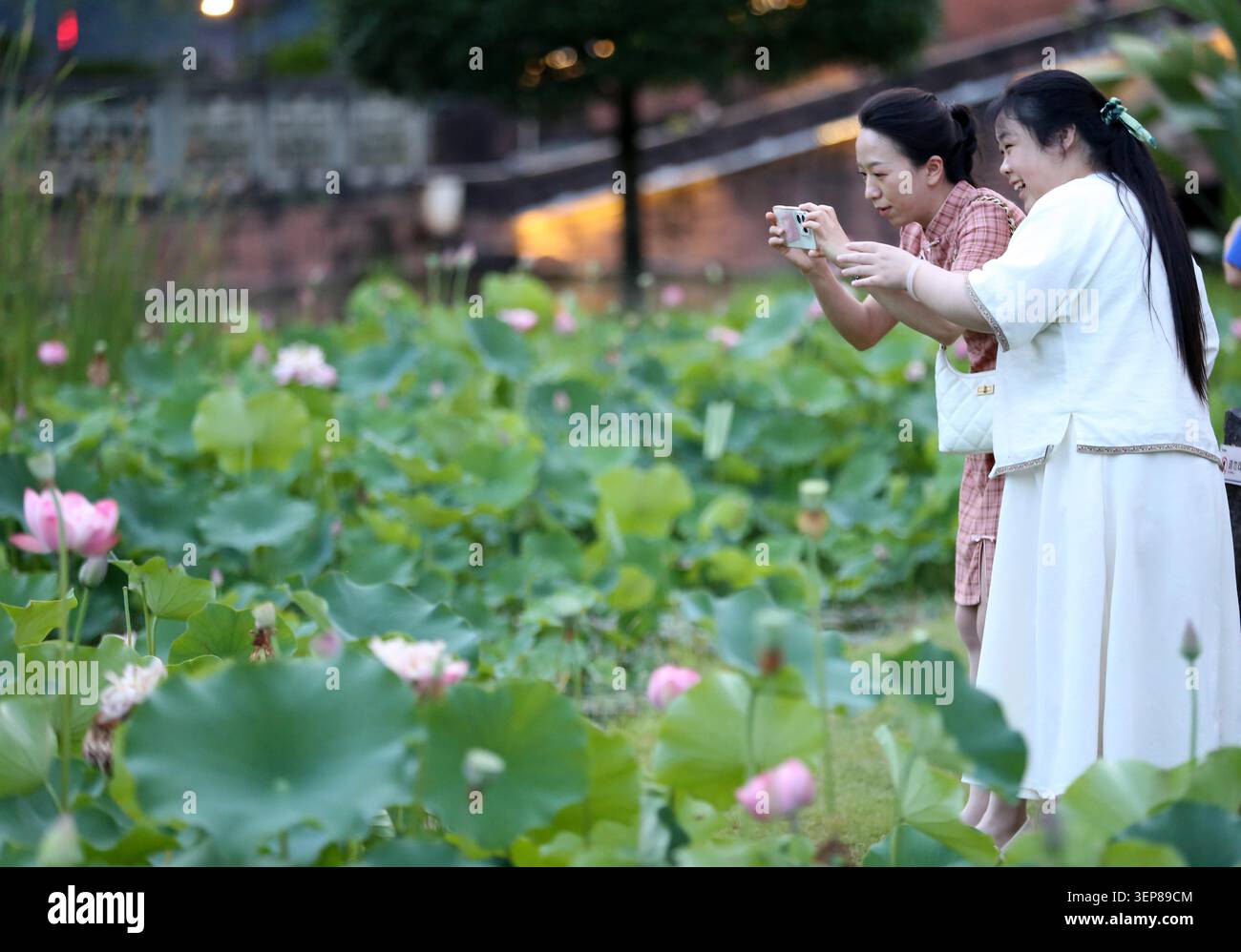 Lotus flowers bloom at Tianjie of Jiazhou Changjuan, attracting ...