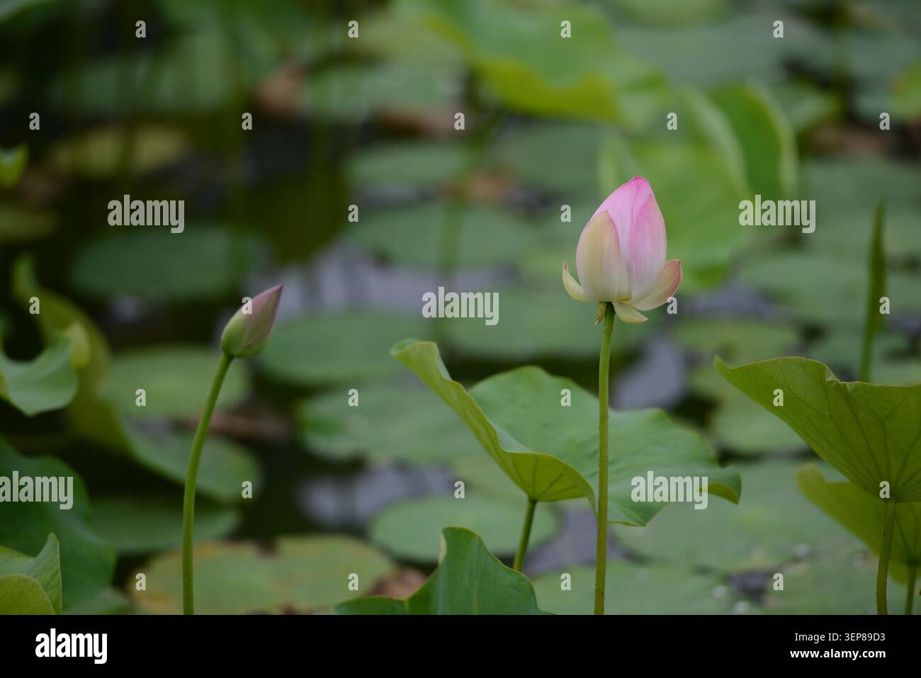 Lotus buds bloom at Beijing's Lotus Pond Park on 13 June, 2026. The ...