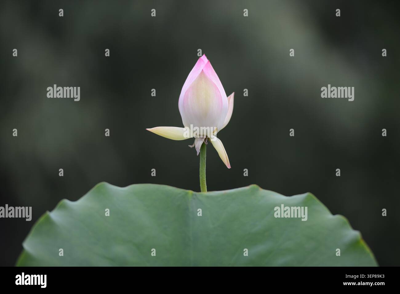 Lotus buds bloom at Beijing's Lotus Pond Park on 13 June, 2026. The ...