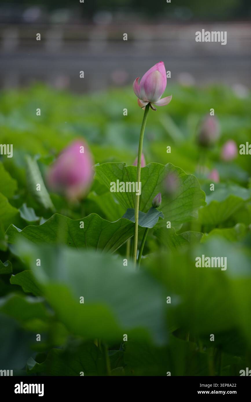 Lotus buds bloom at Beijing's Lotus Pond Park on 13 June, 2026. The ...