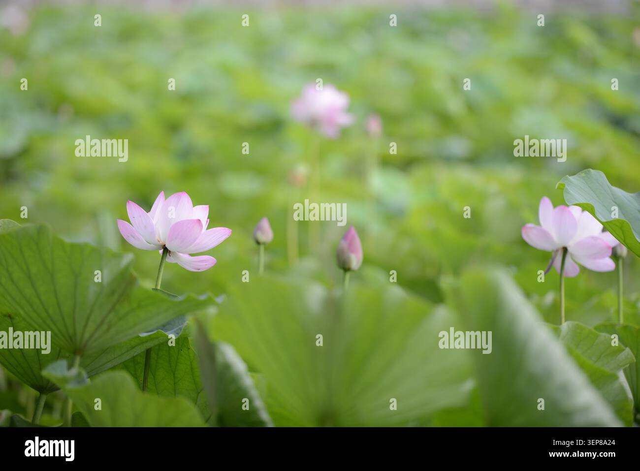 Lotus buds bloom at Beijing's Lotus Pond Park on 13 June, 2026. The ...