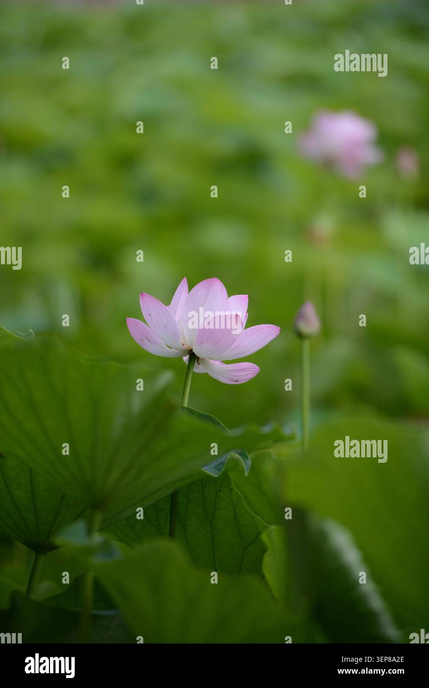Lotus buds bloom at Beijing's Lotus Pond Park on 13 June, 2026. The ...