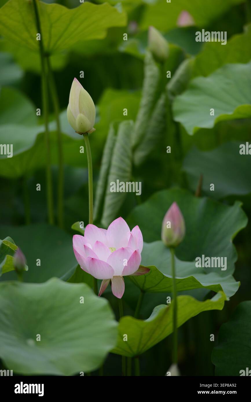 Lotus buds bloom at Beijing's Lotus Pond Park on 13 June, 2026. The ...