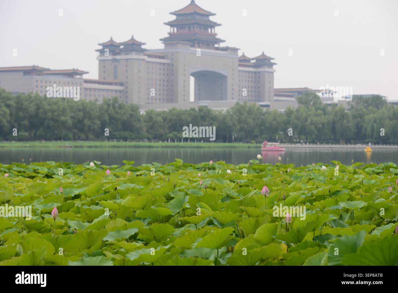 Lotus buds bloom at Beijing's Lotus Pond Park on 13 June, 2026. The ...