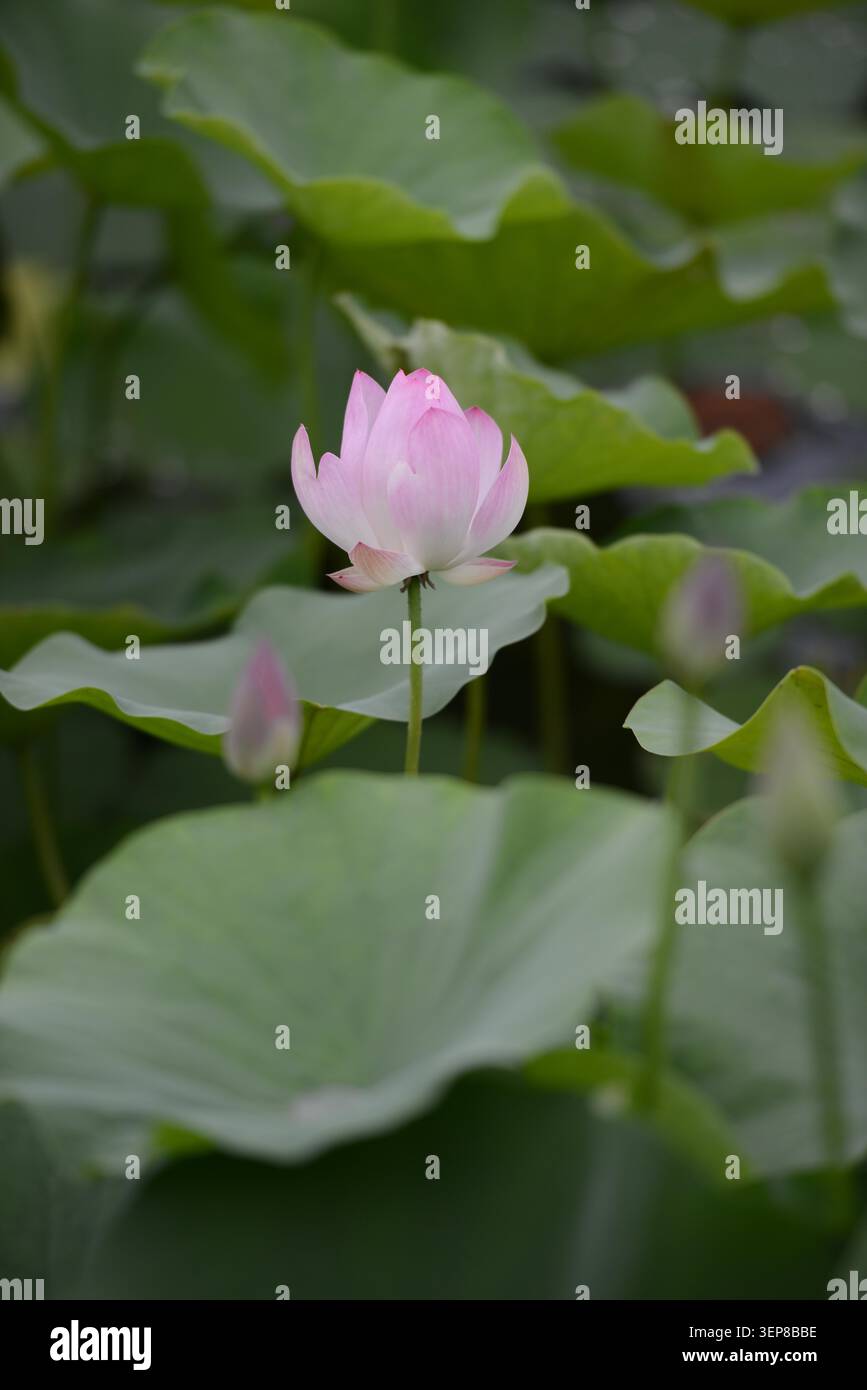 Lotus buds bloom at Beijing's Lotus Pond Park on 13 June, 2026. The ...
